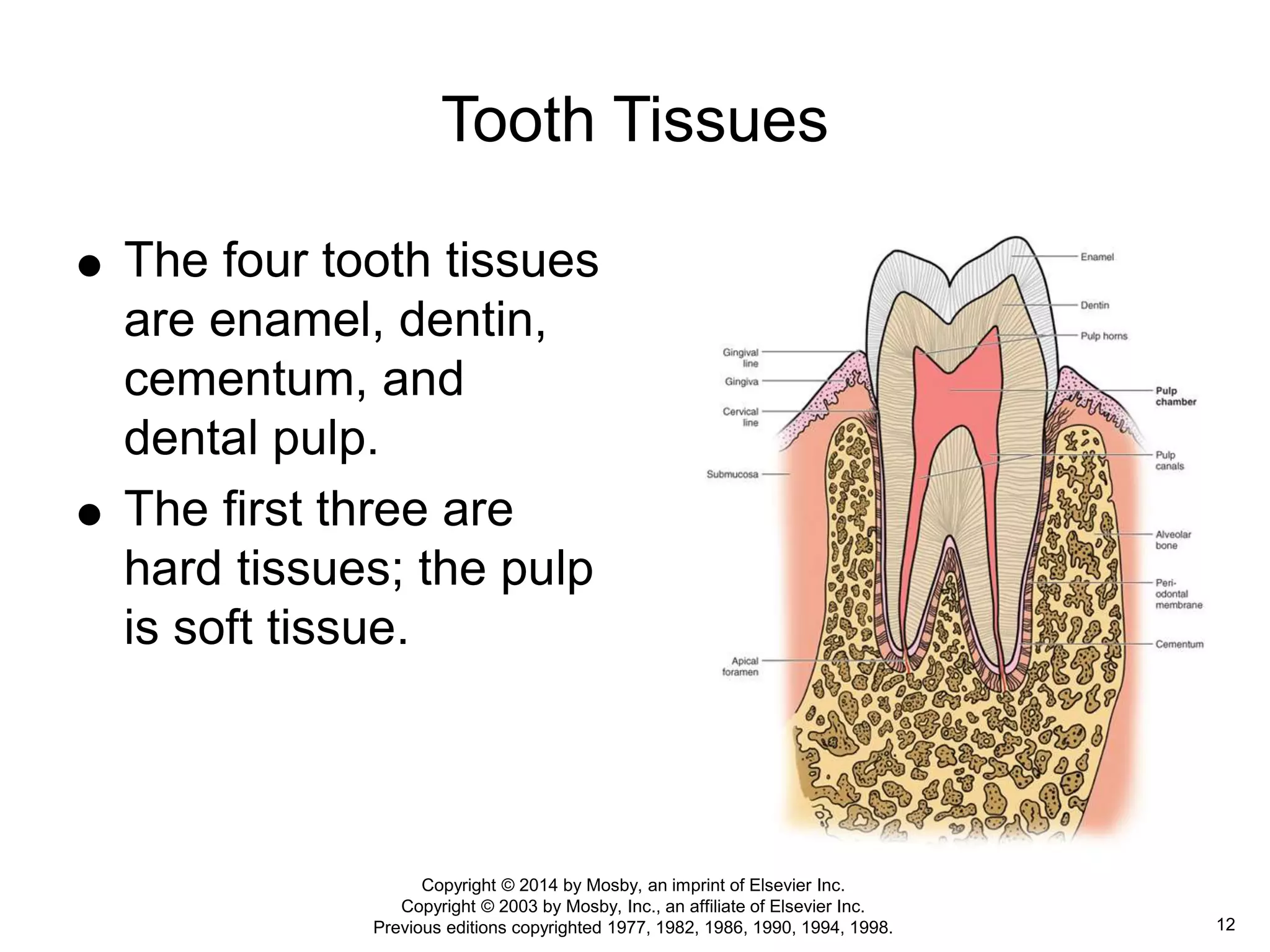 Nomenclature: The tooth functions and terms | PPTX