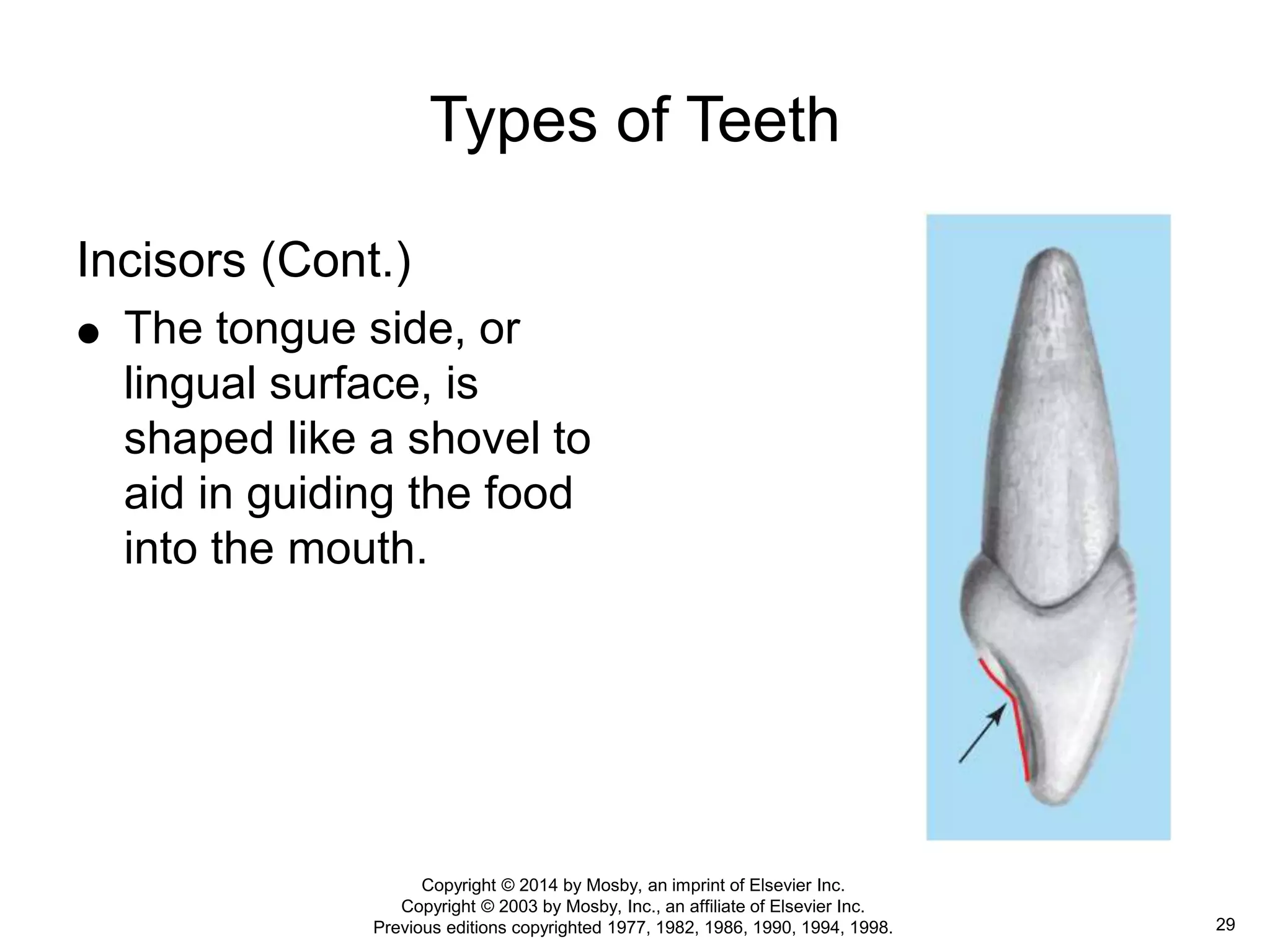 Nomenclature: The tooth functions and terms | PPTX