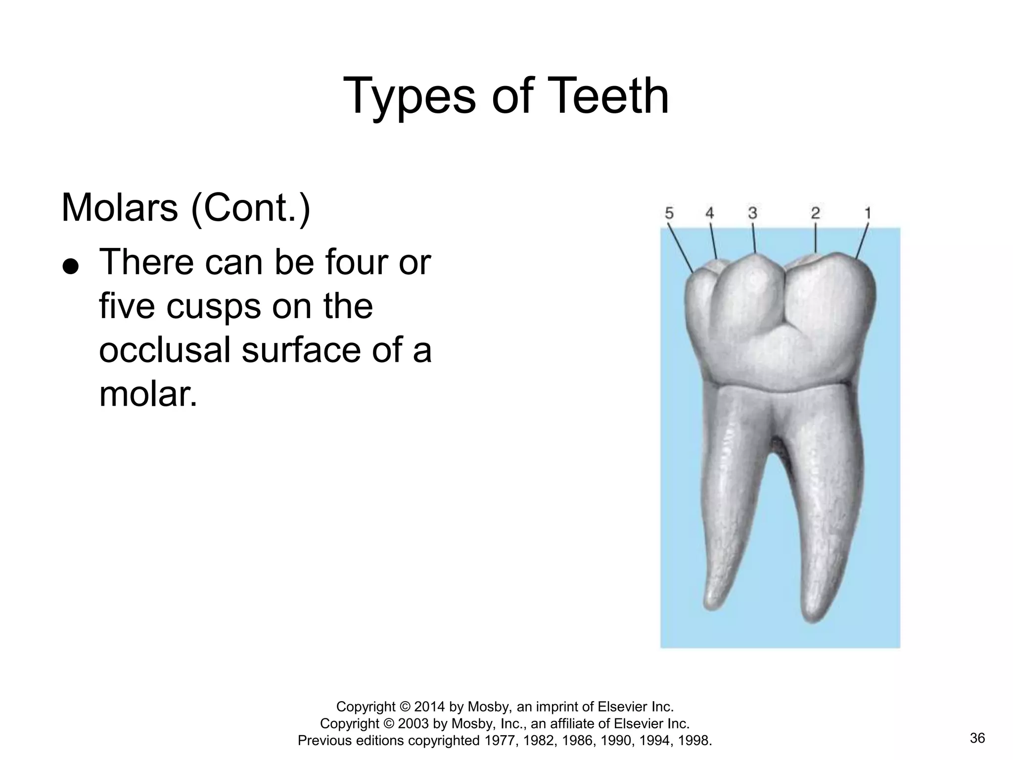 Nomenclature: The tooth functions and terms | PPTX