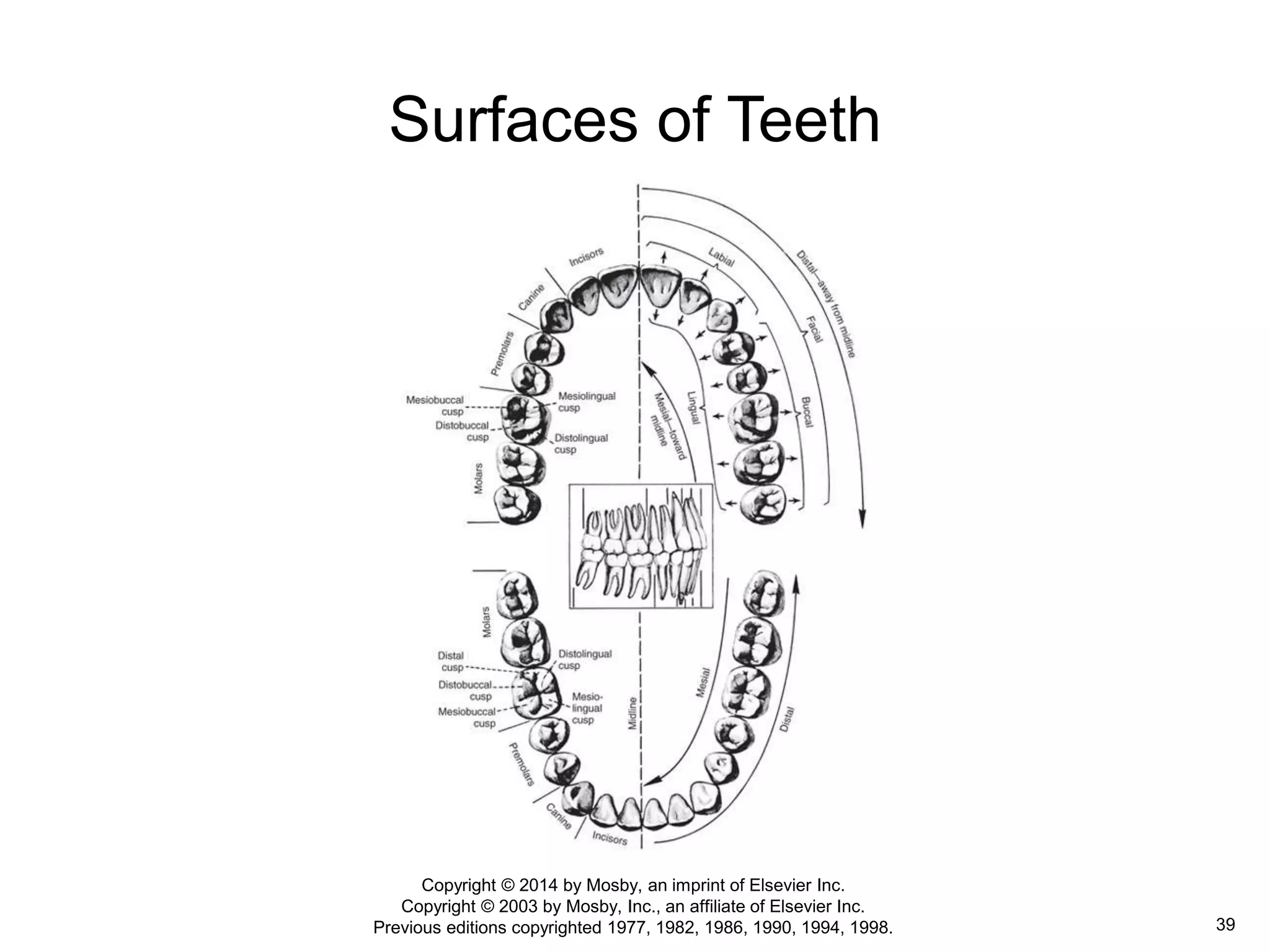Nomenclature: The tooth functions and terms | PPTX