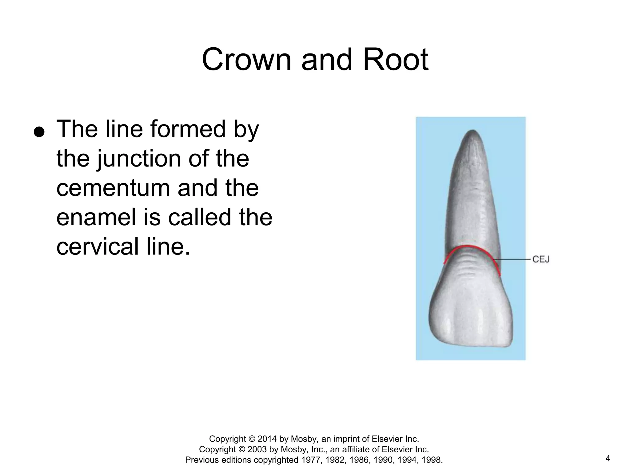 Nomenclature: The tooth functions and terms | PPTX