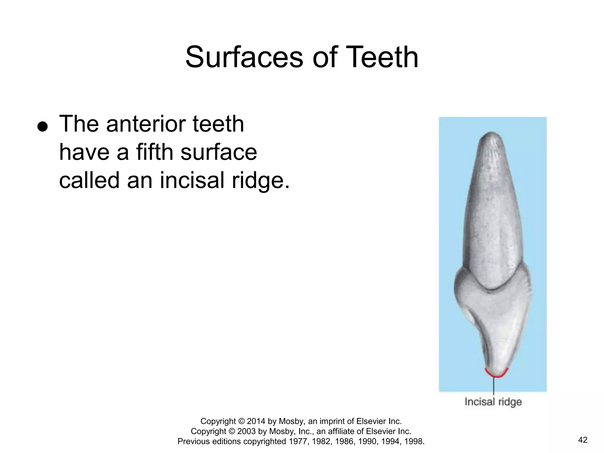 Nomenclature: The tooth functions and terms | PPTX