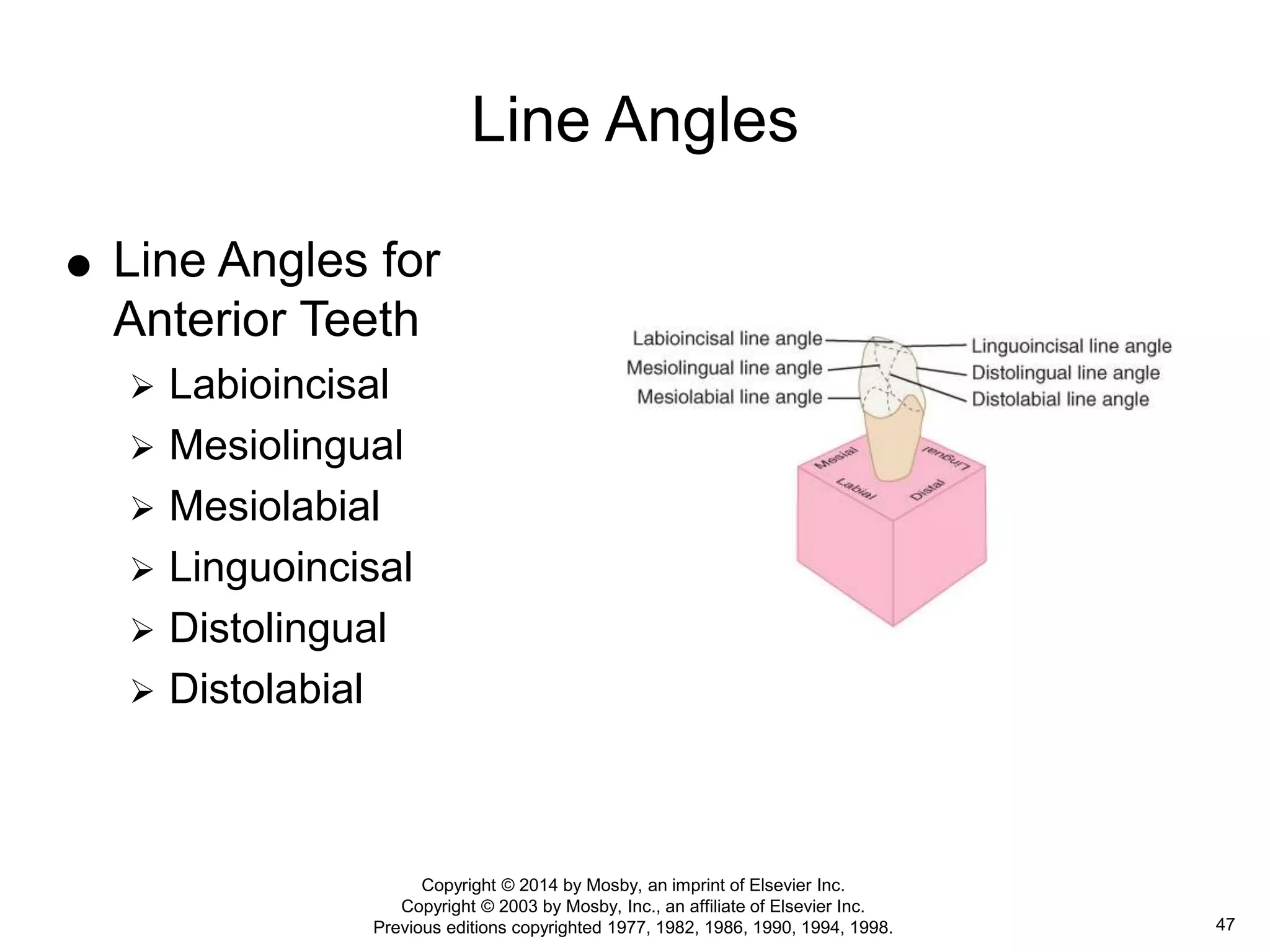 Nomenclature: The tooth functions and terms | PPTX