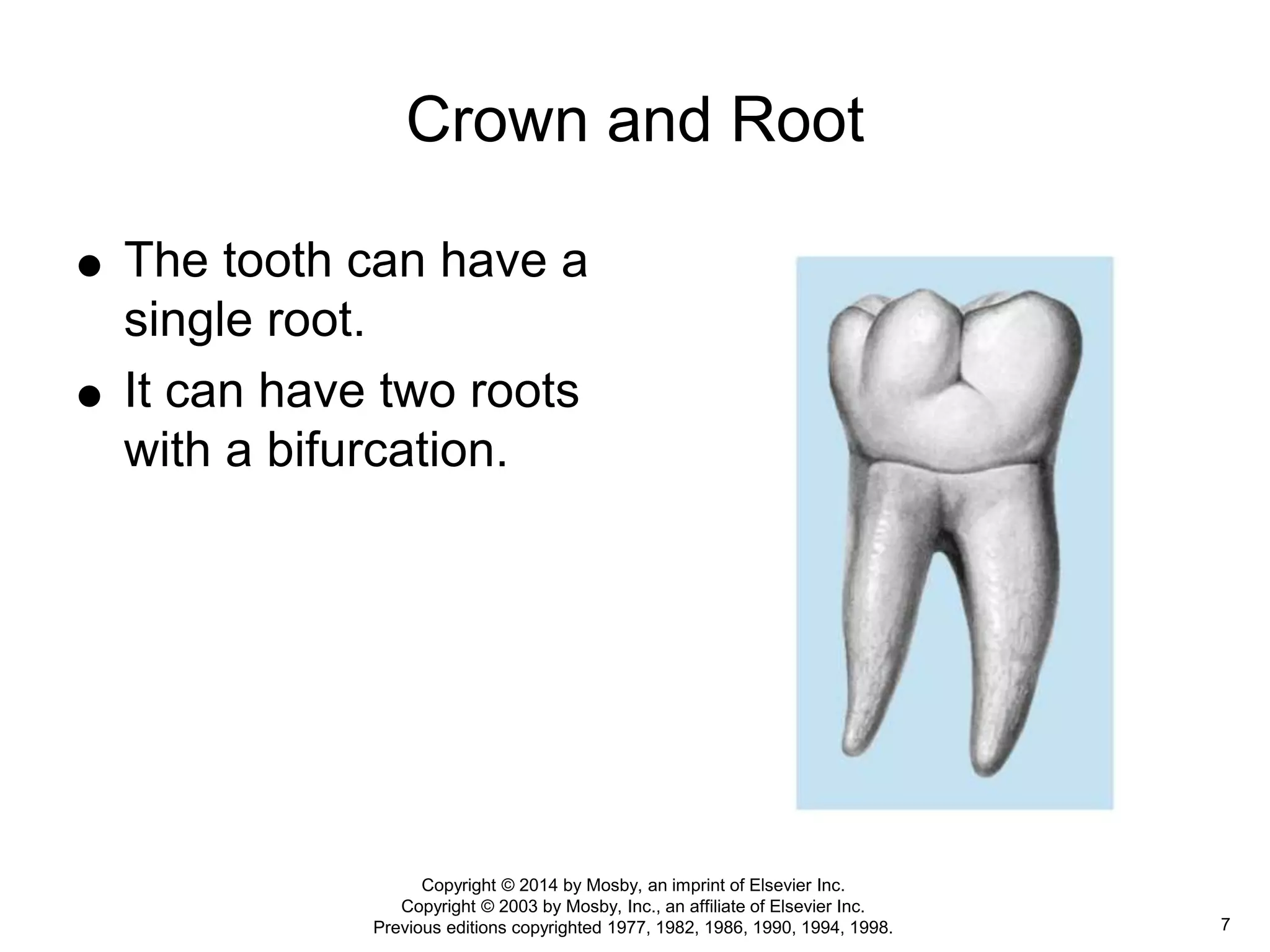 Nomenclature: The tooth functions and terms | PPTX