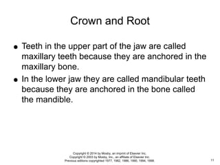 Nomenclature: The tooth functions and terms | PPTX