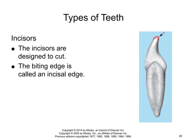 Nomenclature: The tooth functions and terms | PPT