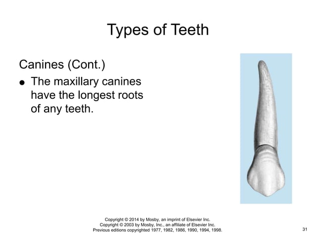 Nomenclature: The tooth functions and terms | PPT