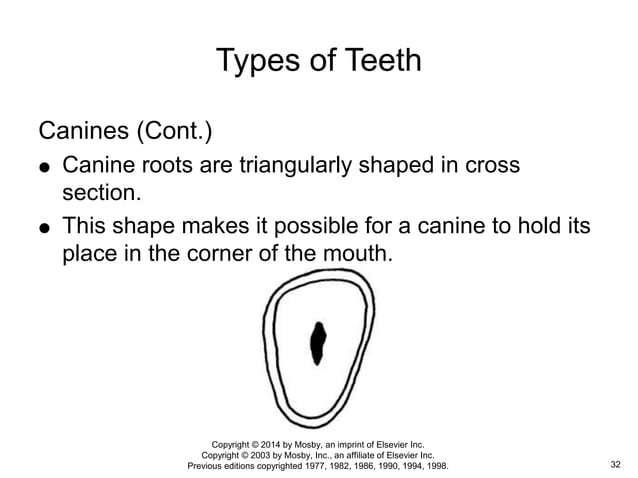 Nomenclature: The tooth functions and terms | PPT