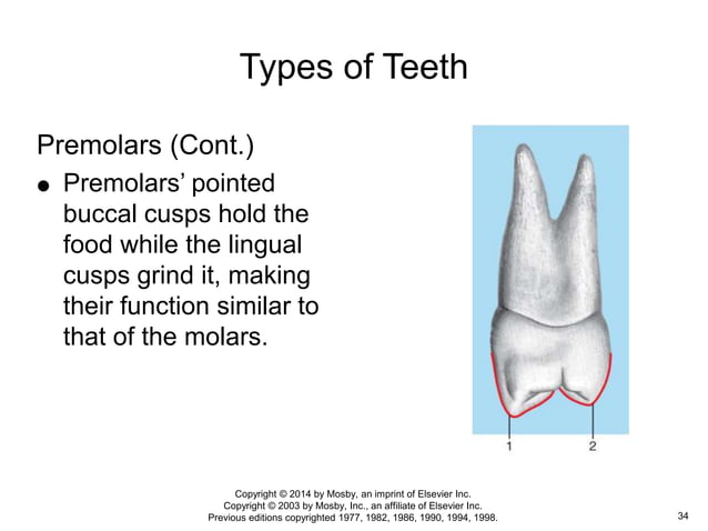 Nomenclature: The tooth functions and terms | PPT