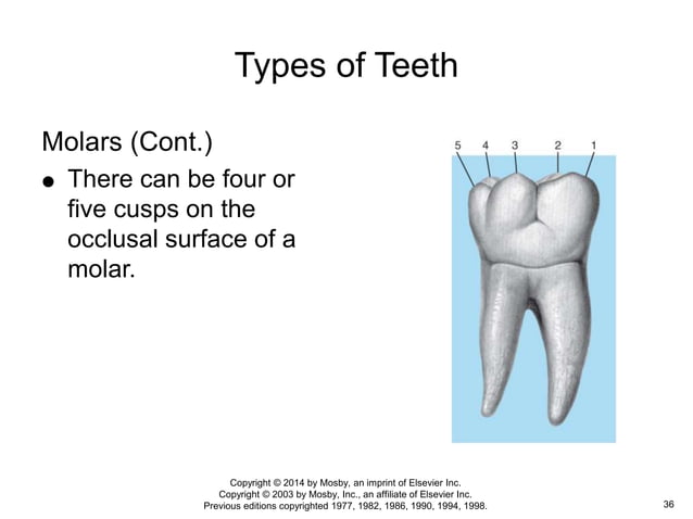 Nomenclature: The tooth functions and terms | PPT