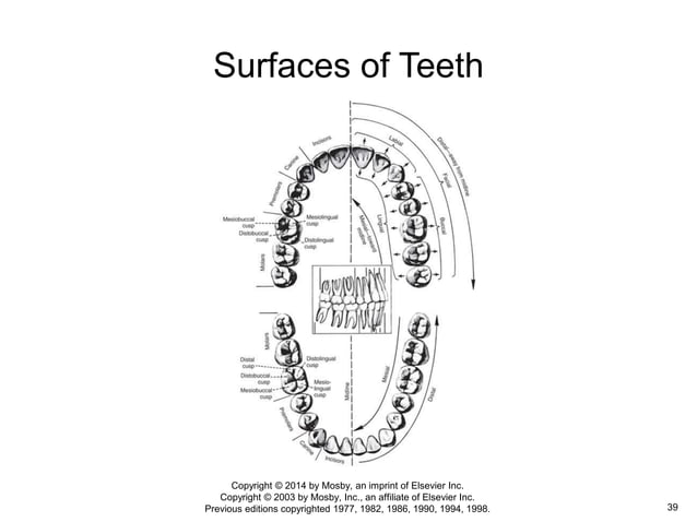 Nomenclature: The tooth functions and terms | PPT