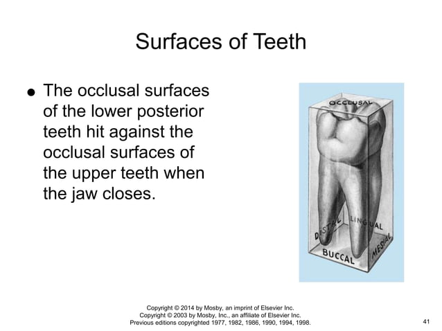 Nomenclature: The tooth functions and terms | PPT