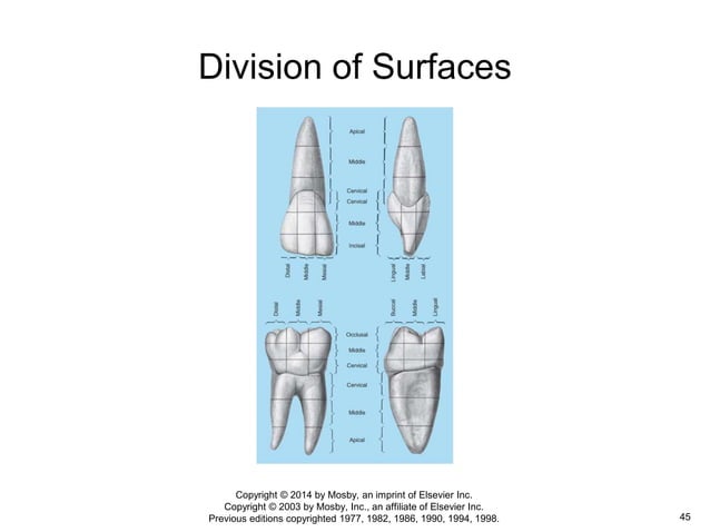 Nomenclature: The tooth functions and terms | PPT