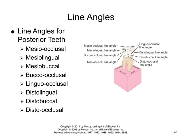 Nomenclature: The tooth functions and terms | PPT