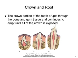 Nomenclature: The tooth functions and terms | PPTX