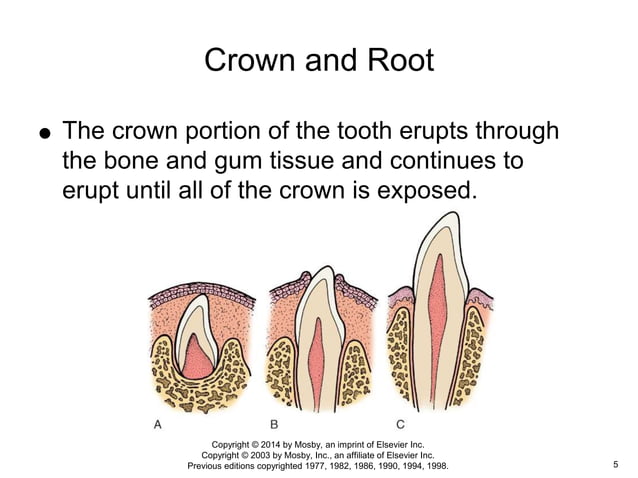 Nomenclature: The tooth functions and terms | PPT