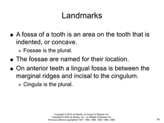 Nomenclature: The tooth functions and terms | PPTX