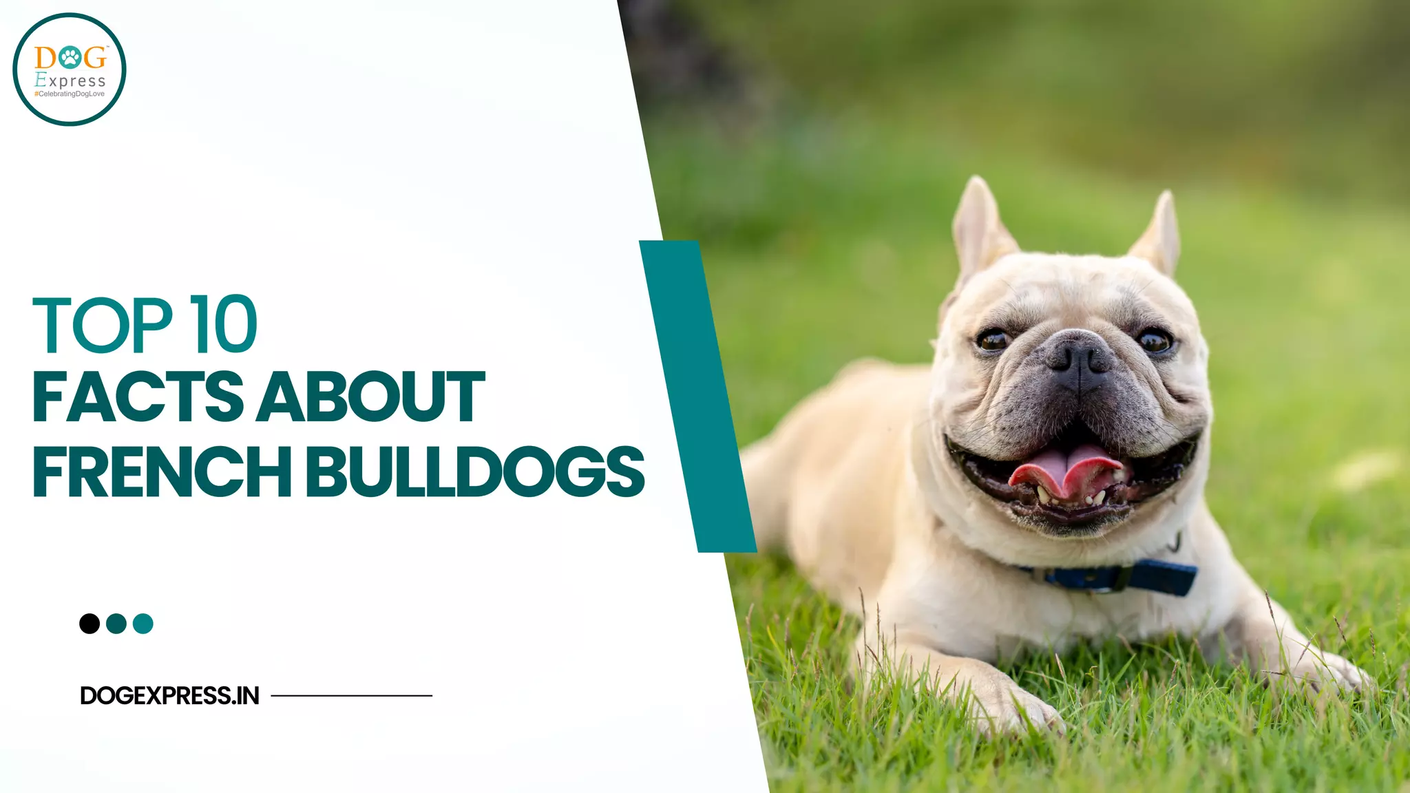 The Top 10 Facts About French Bulldogs.pdf