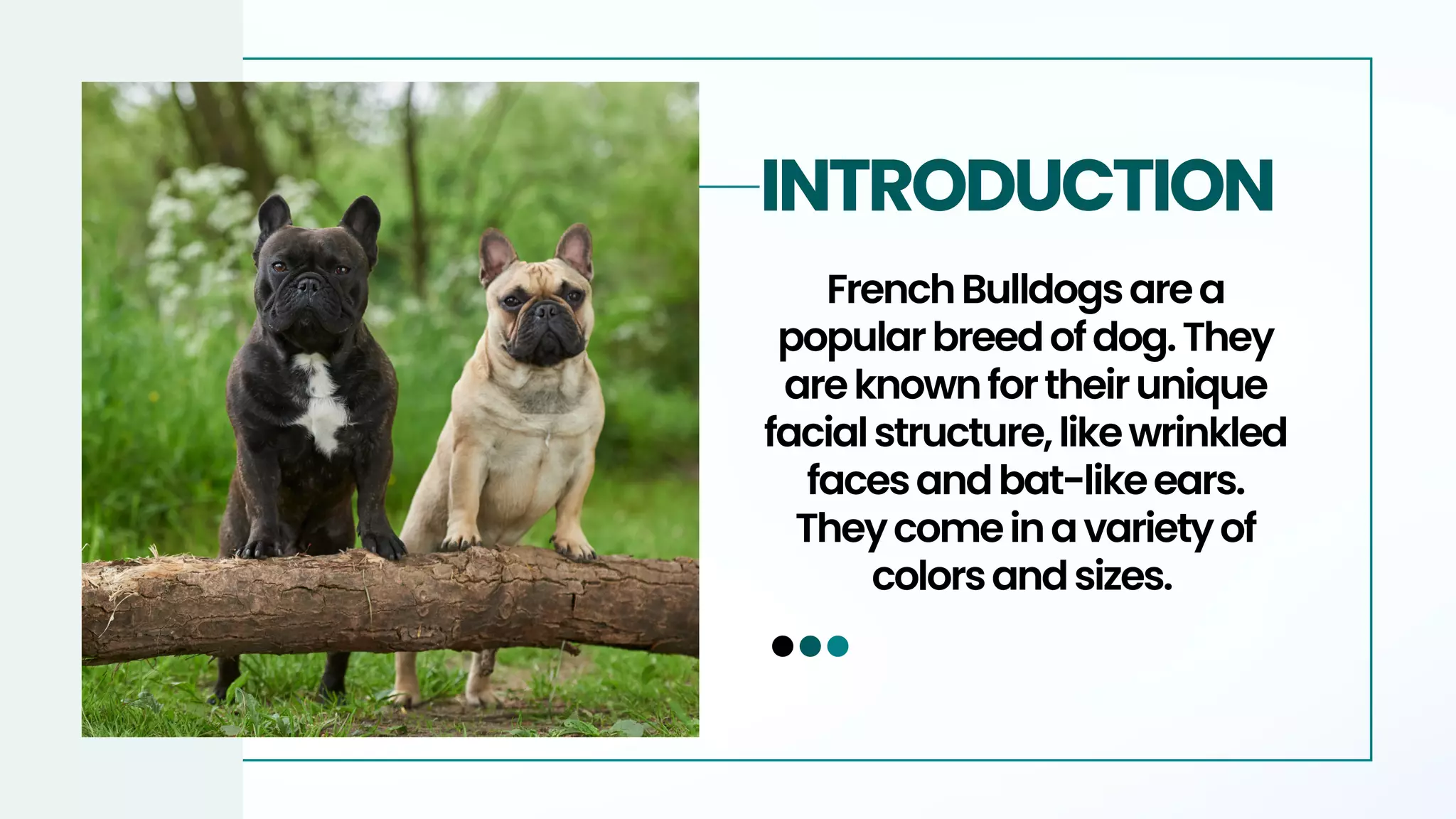 The Top 10 Facts About French Bulldogs.pdf