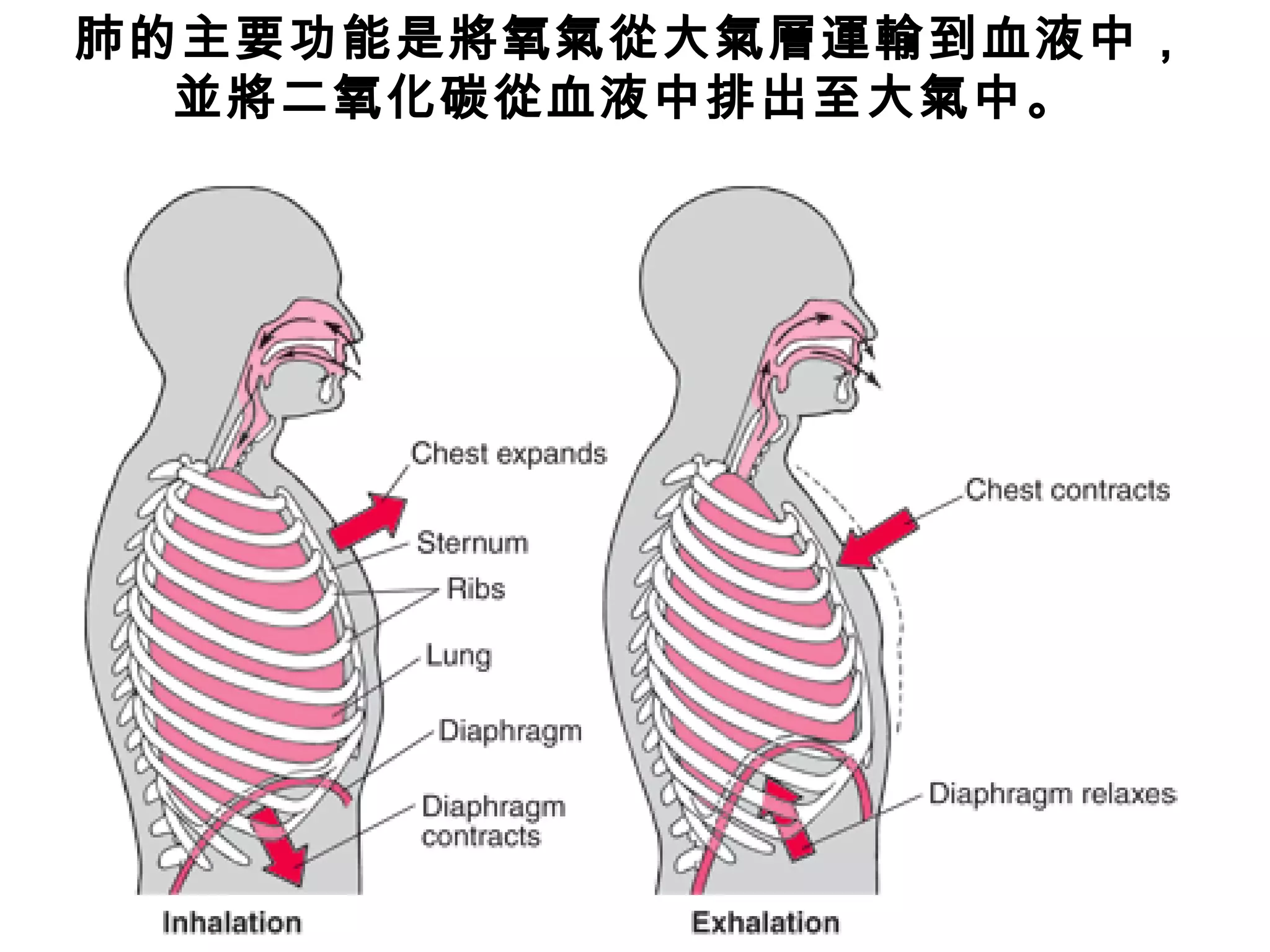 The Top 10 Strangest Things You Didnt Know About The Human Body Ppt