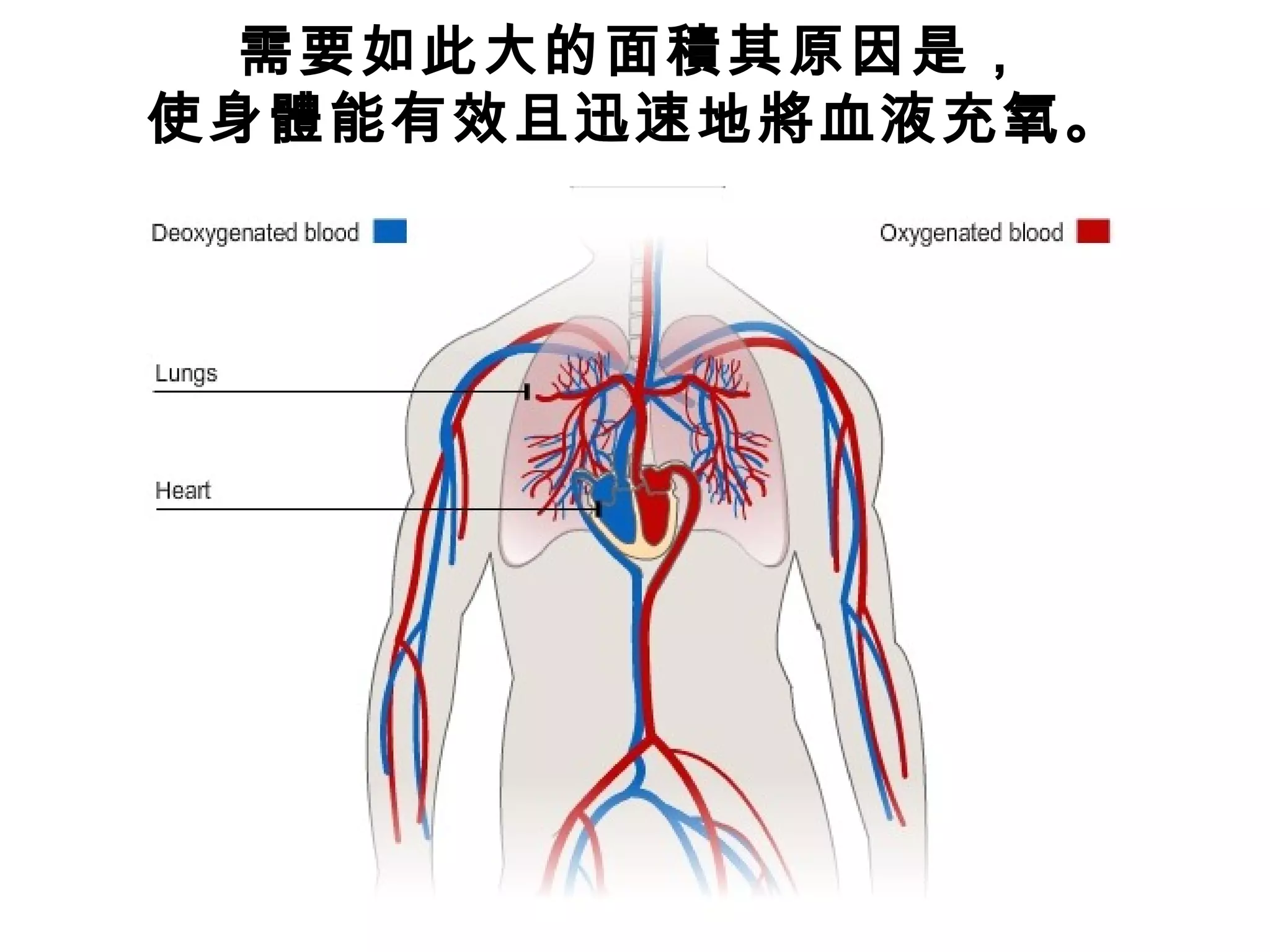 The Top 10 Strangest Things You Didnt Know About The Human Body Ppt