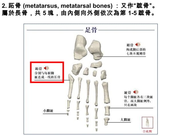 The Top 10 Strangest Things You Didnt Know About The Human Body Ppt