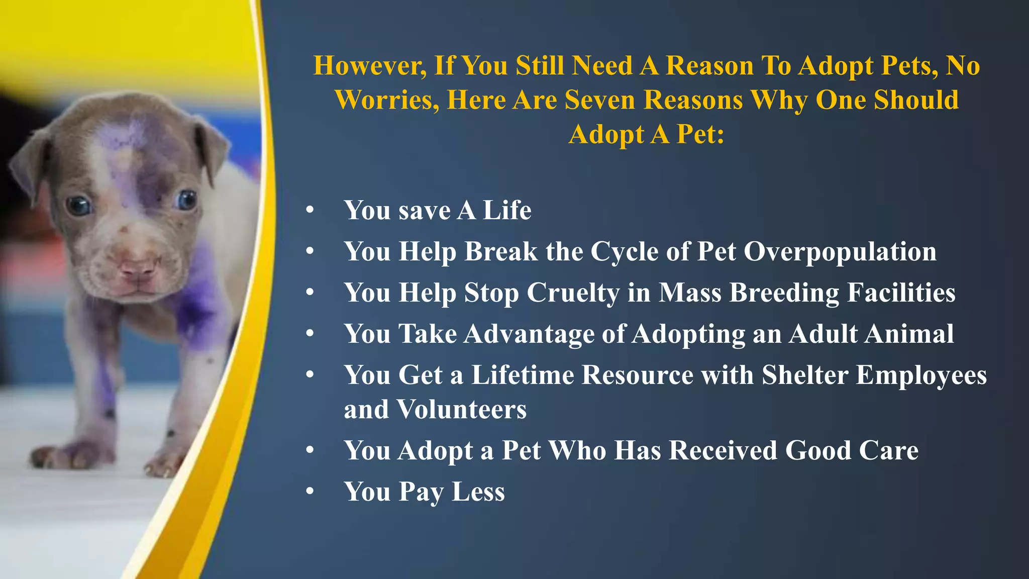 The top seven reasons to adopt animals from the shelter! | PPTX