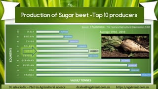 The top ten producers of sugar beet and turkey's ranking among them | PPT