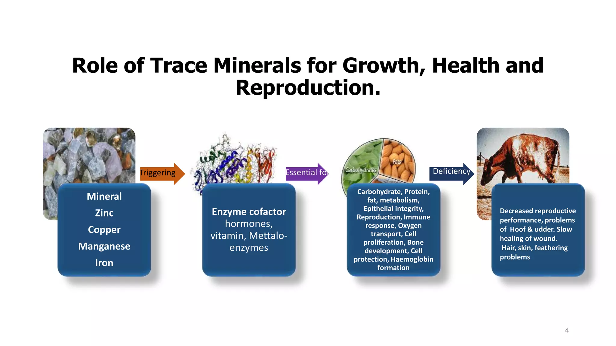The trace minerals | PPTX
