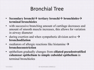 The_trachea.ppt