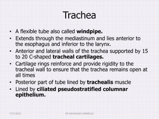 The_trachea.ppt