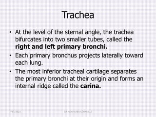 The_trachea.ppt