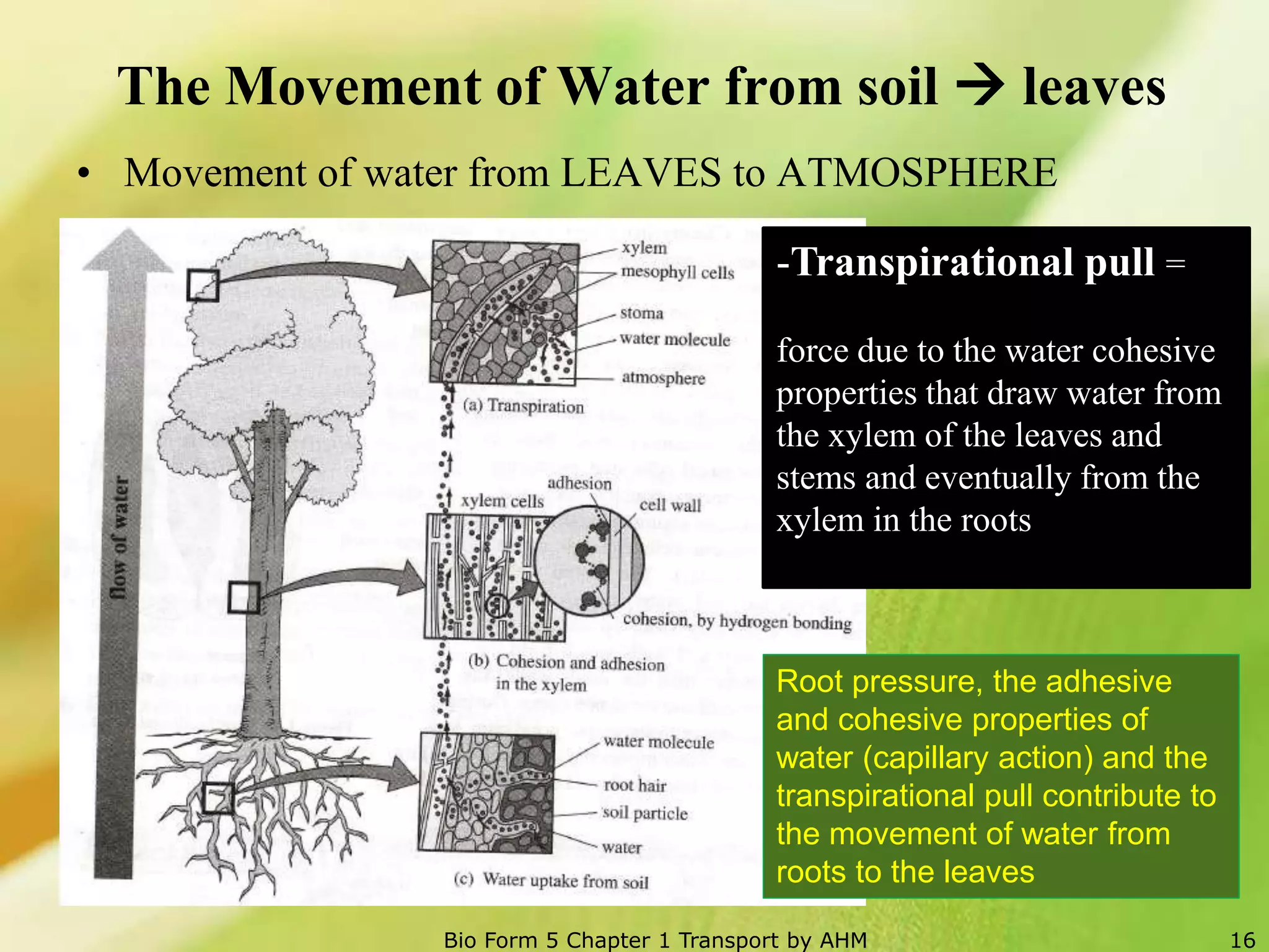 The transport of substances in plants | PPTX