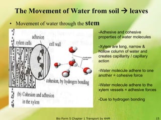 The transport of substances in plants | PPTX