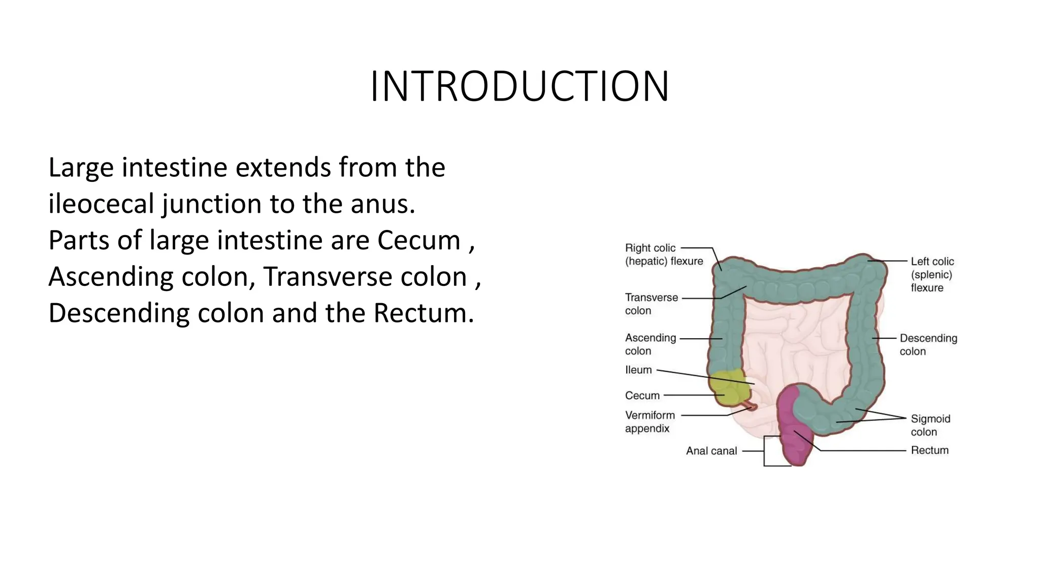 THE TRANSVERSE COLON anatomy bsc nursing | PPT