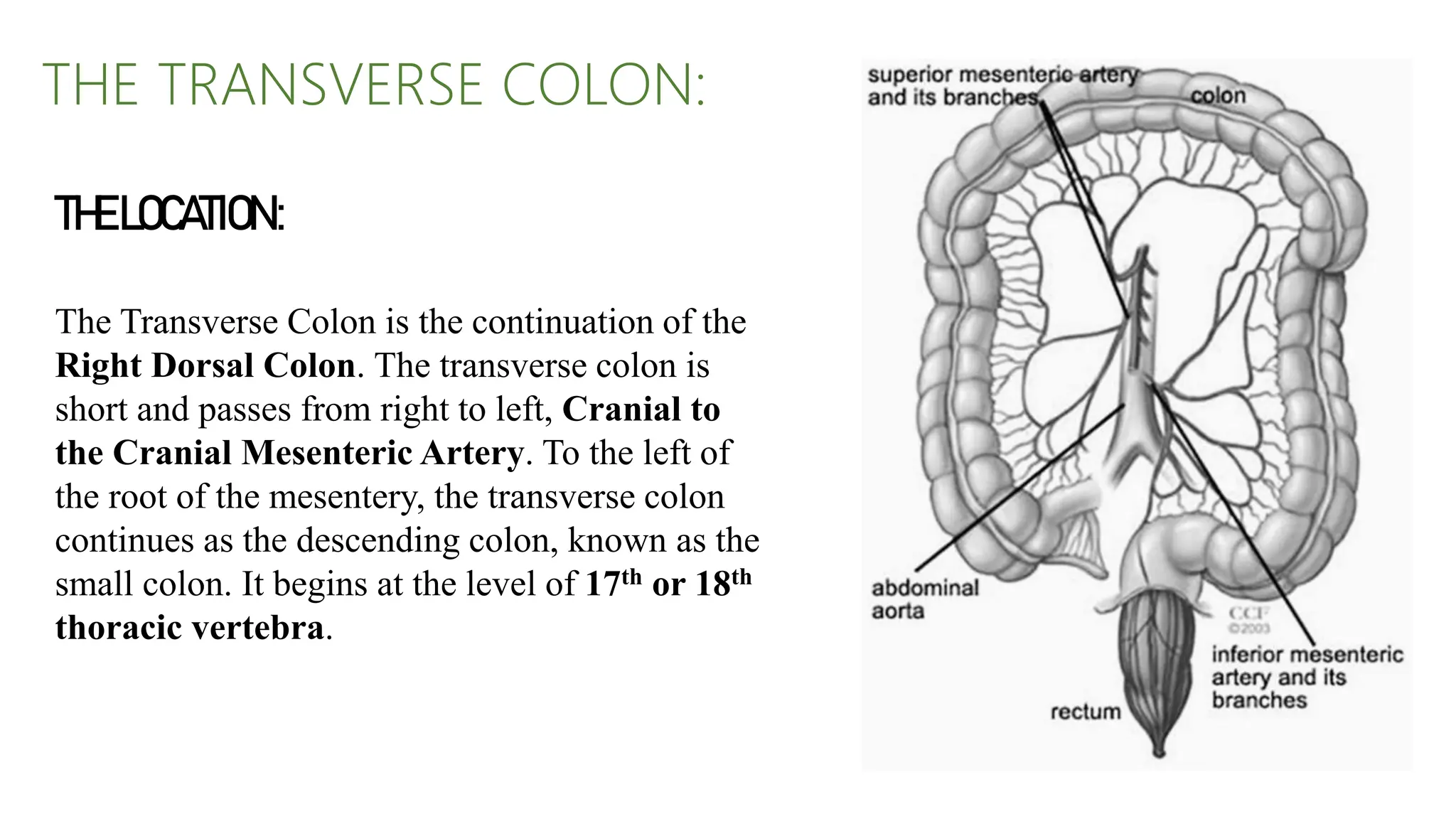 THE TRANSVERSE COLON anatomy bsc nursing | PPT