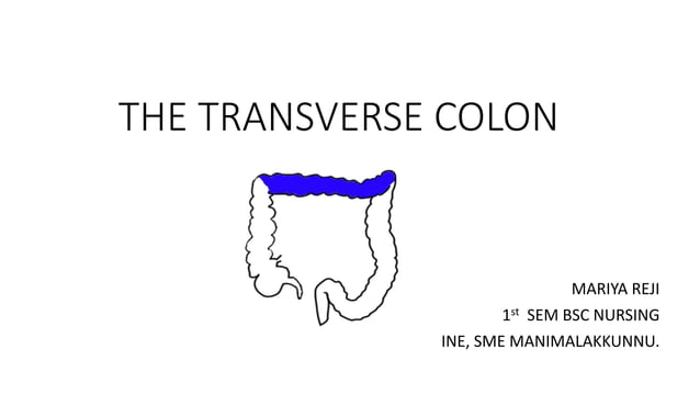 THE TRANSVERSE COLON anatomy bsc nursing | PPT
