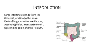 THE TRANSVERSE COLON anatomy bsc nursing | PPT