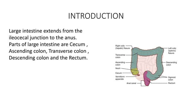 THE TRANSVERSE COLON anatomy bsc nursing | PPT
