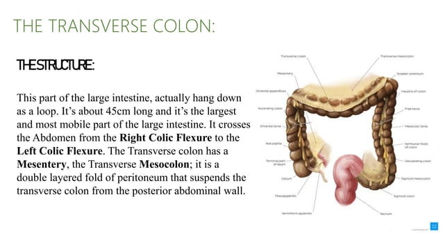 THE TRANSVERSE COLON anatomy bsc nursing | PPT