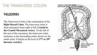 THE TRANSVERSE COLON anatomy bsc nursing | PPT