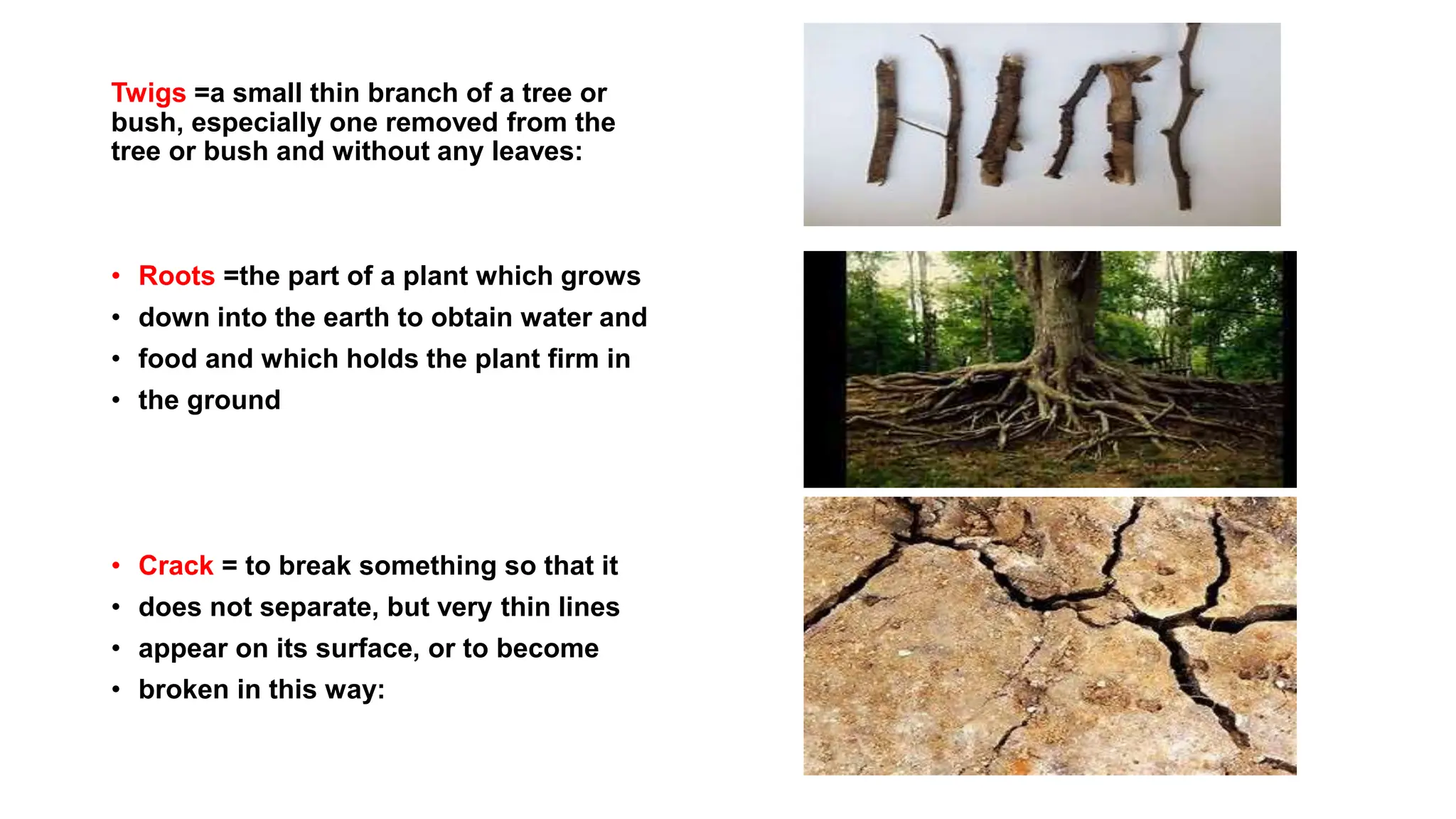 The Trees.pptx