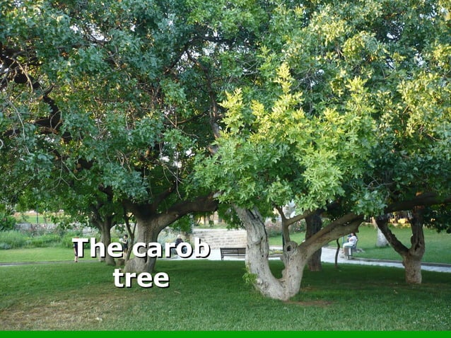 The Trees Of Friendship | PPT