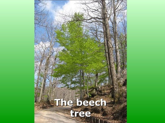 The Trees Of Friendship | PPT