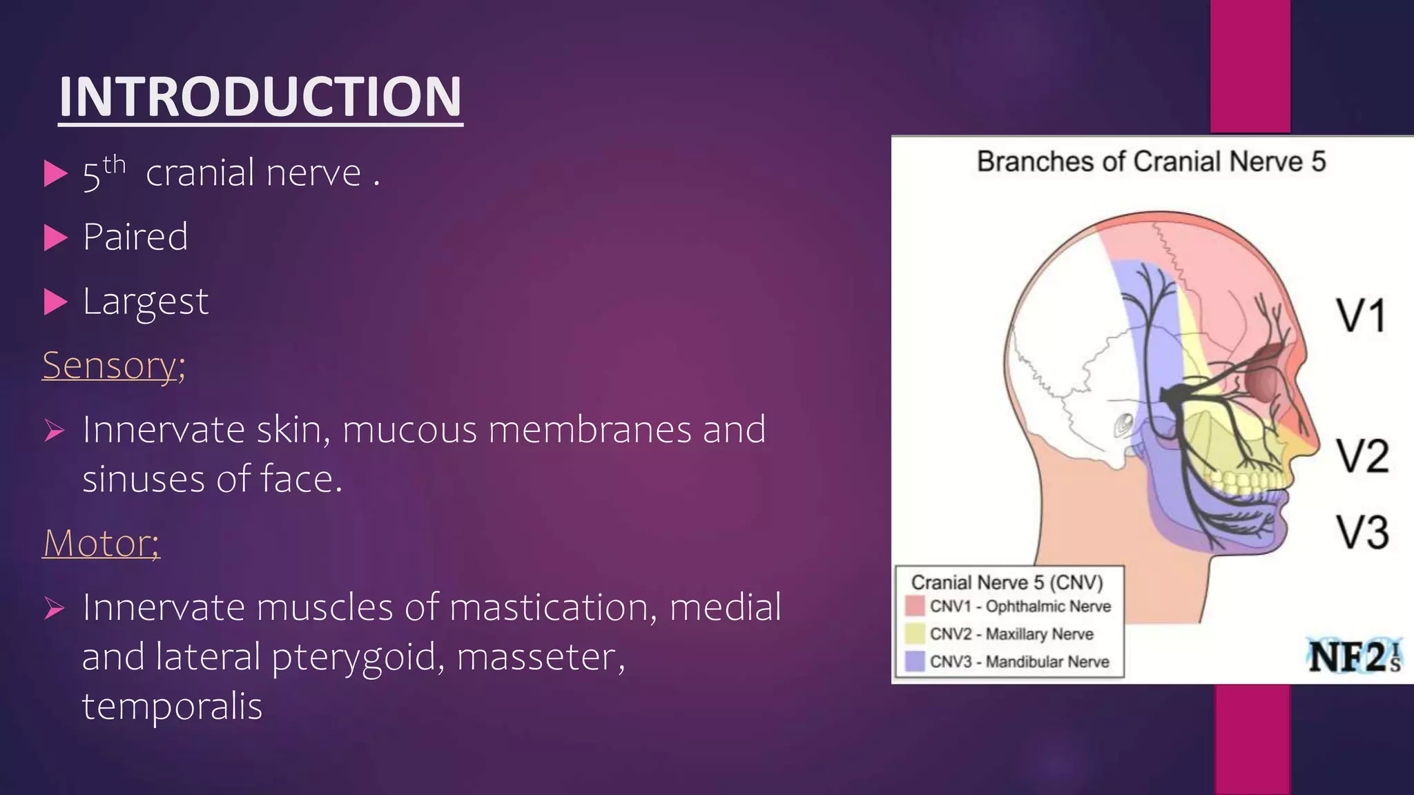 THE TRIGEMINAL NERVE.pptx