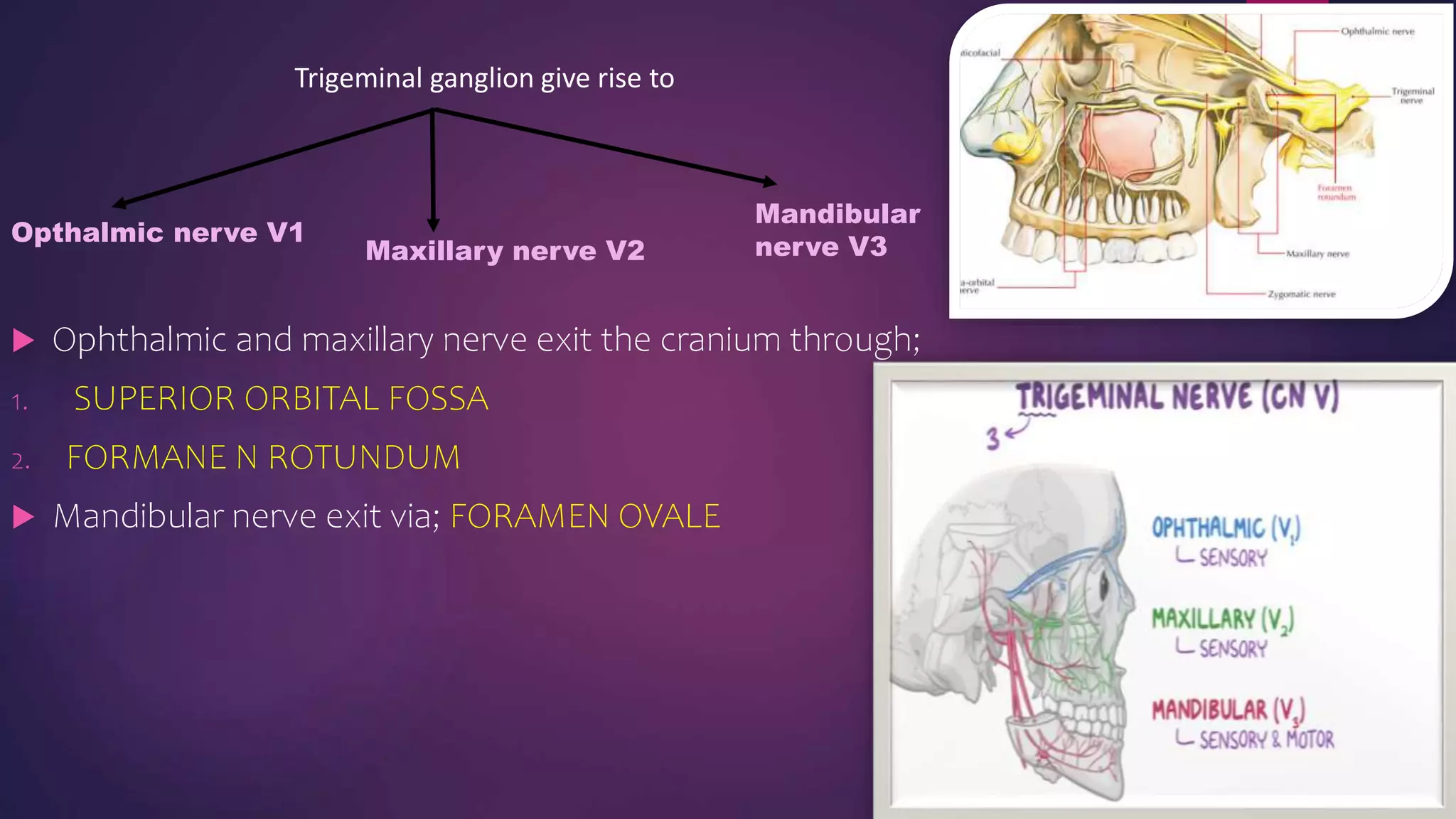 THE TRIGEMINAL NERVE.pptx