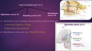 THE TRIGEMINAL NERVE.pptx