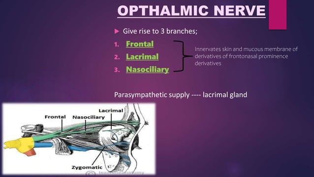 THE TRIGEMINAL NERVE.pptx