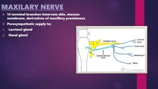 THE TRIGEMINAL NERVE.pptx