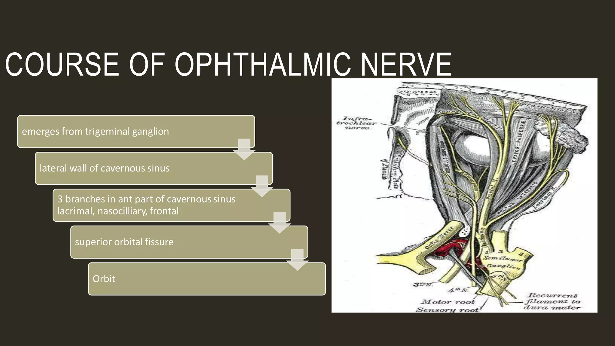 The trigeminal nerve | PPTX